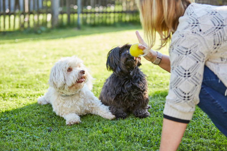How Do I Show Dominance Over My Dog (And Become The Alpha Leader ...