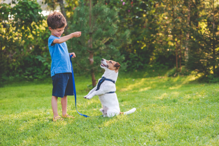 How Many Commands Can A Dog Learn How Many Words Can A Dog Understand How Many Commands Can A Dog Learn How Many Words Can A Dog Understand
