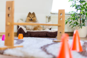 How To Build A Dog Agility Course (Diy) - Agility Events