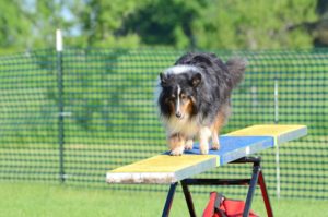 How To Make A Dog Agility Teeter Totter (Adjustable Dog Agility Seesaw ...